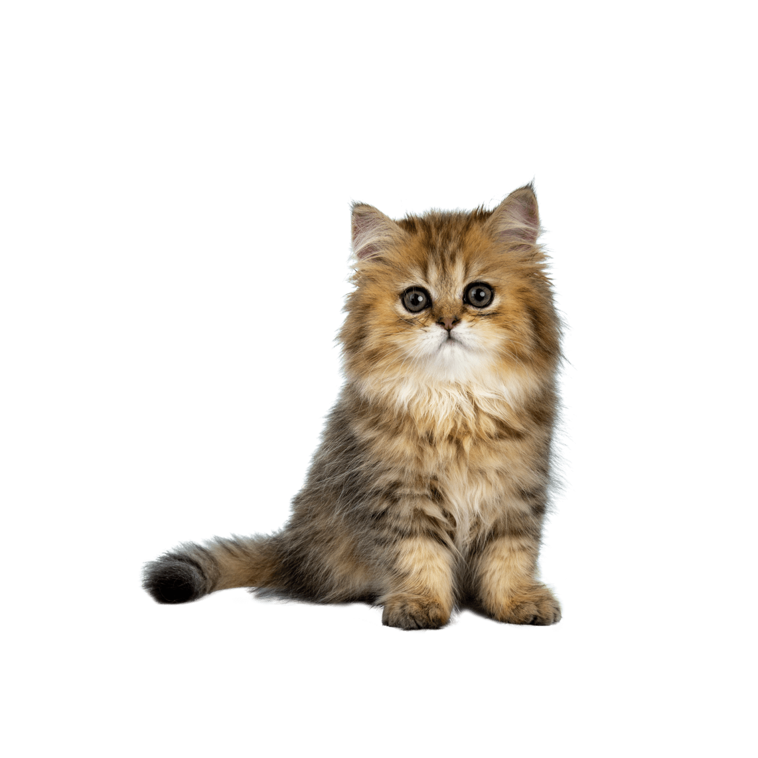 TORACARD gotas | Torasemida - Corazón Pet
